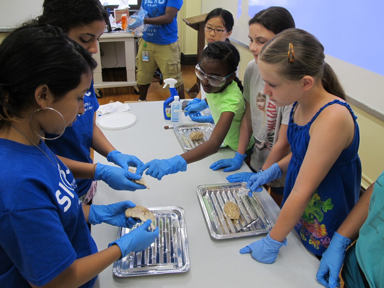 Veterinary medicine schools and summer camps for grades 8-12