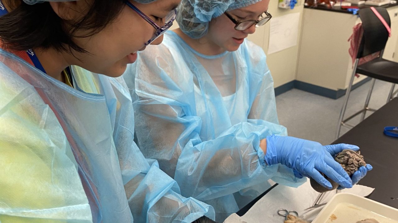 University Vet School: college-based summer camp for ages 12-17